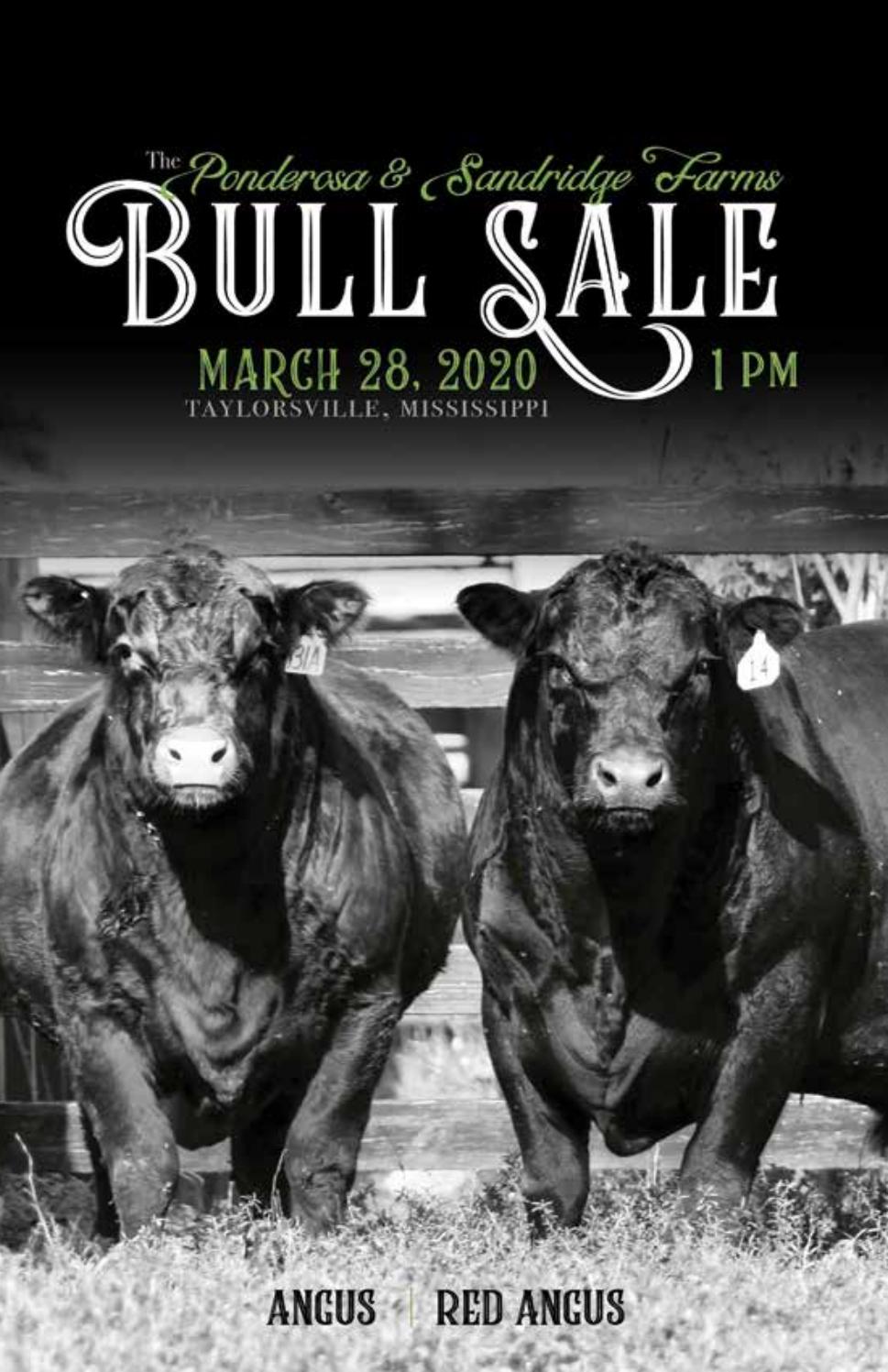 The Ponderosa and Sandridge Farms Bull Sale by Tracy McMurphy - Issuu