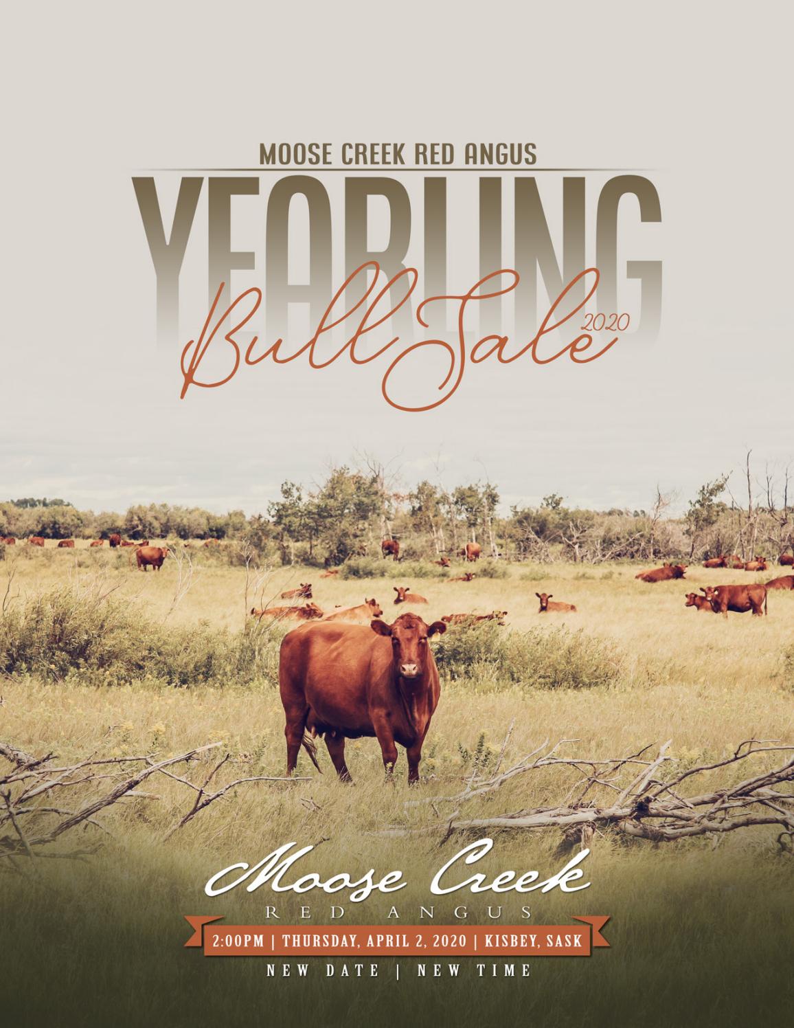 Moose Creek Red Angus Yearling Bull Sale 2020 by Bella Spur Creative ...