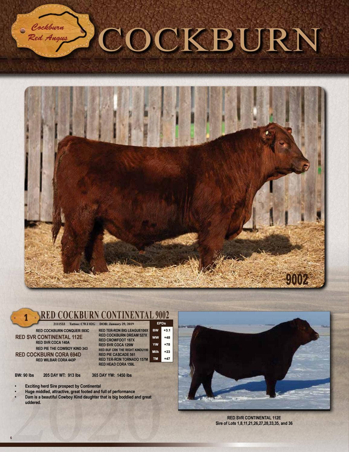 Cockburn Red Angus/Merit Cattle Co. Annual Bull Sale - March 30, 2020 ...