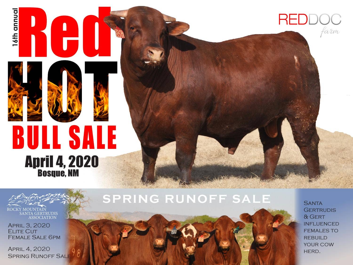 Red Doc Farm 2020 Red Hot Bull Sale by Red Doc Farm - Issuu