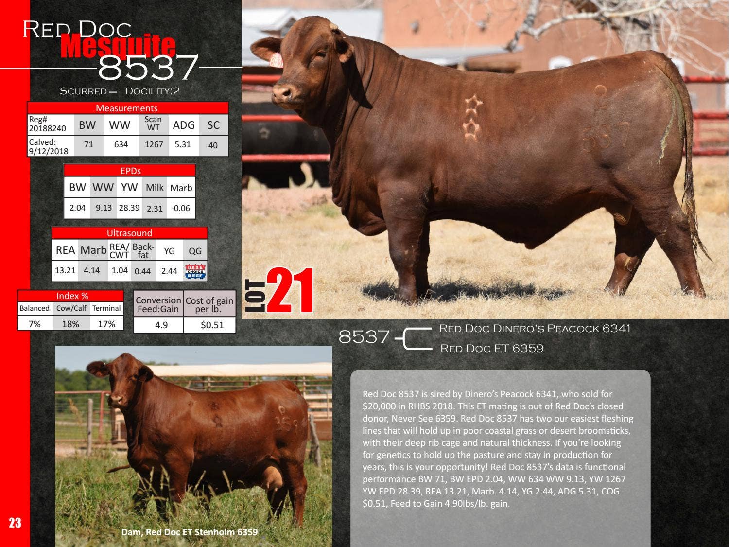 Red Doc Farm 2020 Red Hot Bull Sale by Red Doc Farm - Issuu