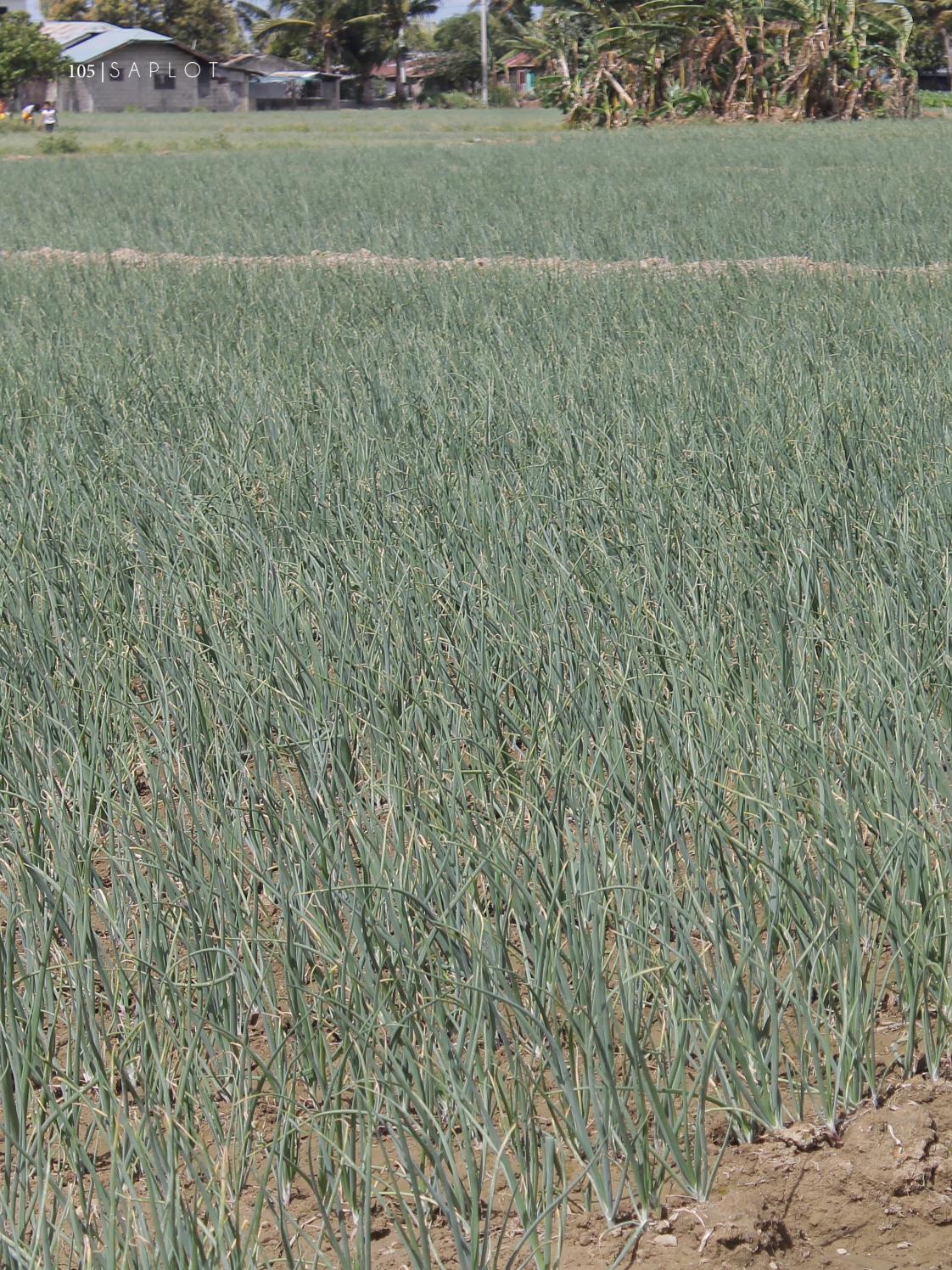 Obra: Saplot by The Work - Issuu