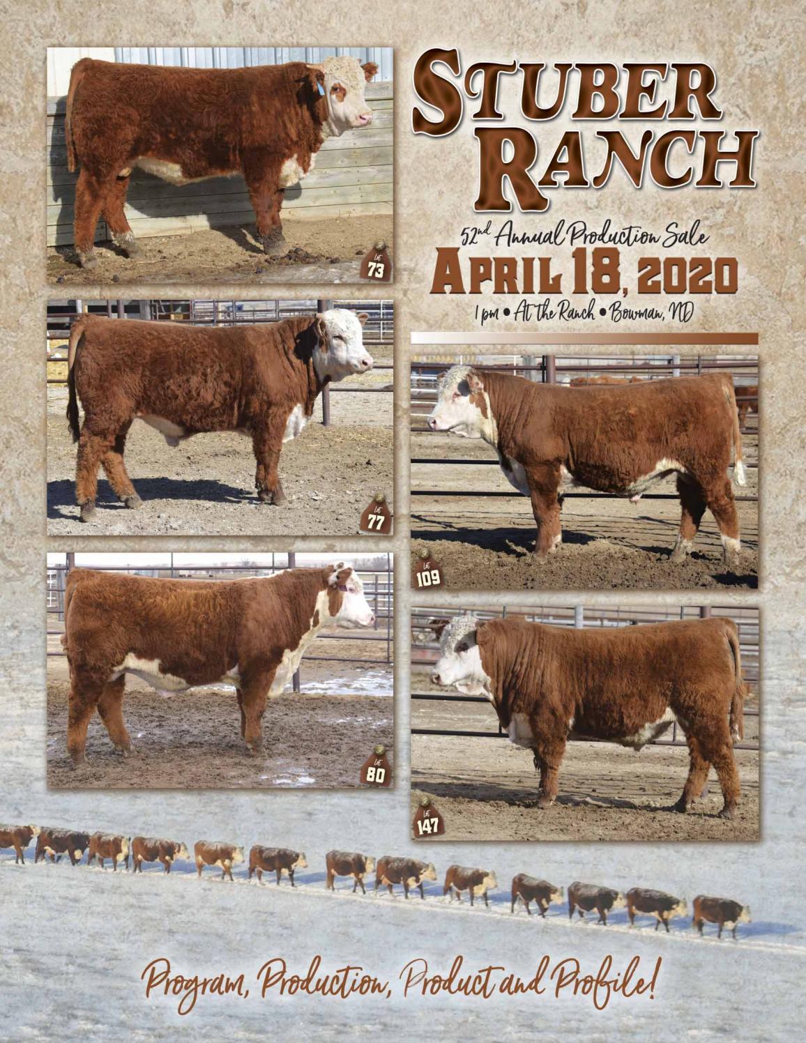 Stuber Ranch 52nd Annual Production Sale by American Hereford ...