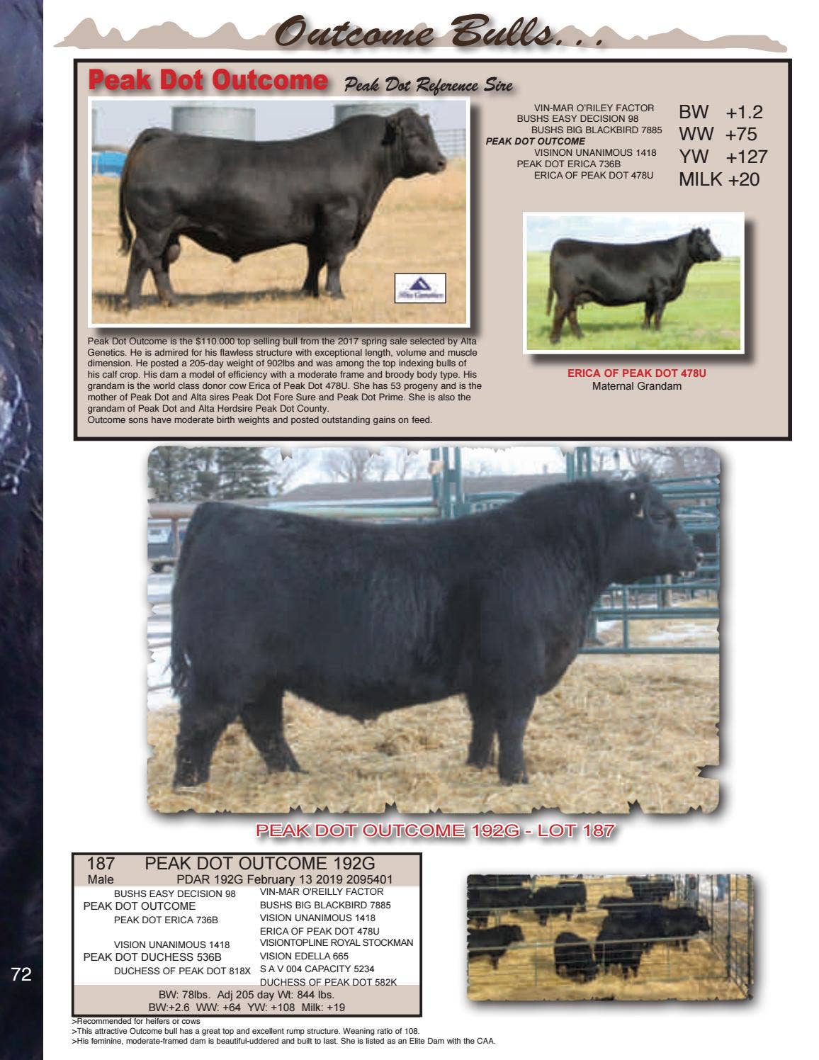 Peak Dot Ranch Spring Bull Sale 2020 by Everything Angus - Issuu