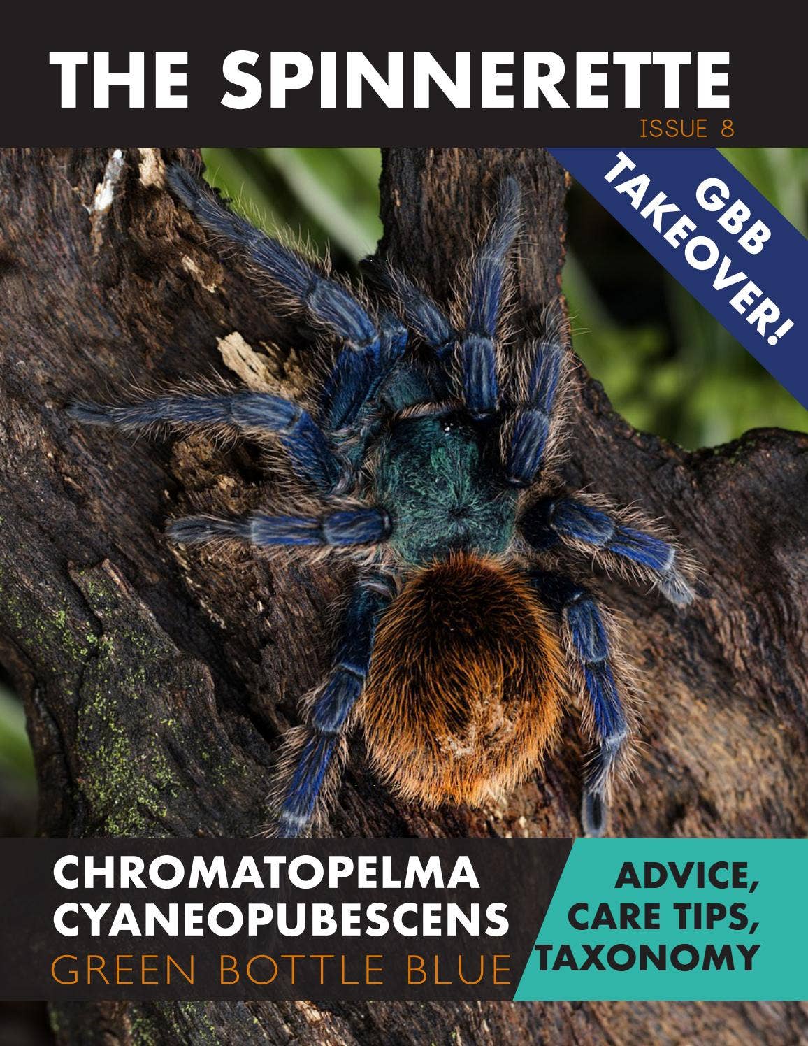 The Spinnerette, Issue 8: Chromatopelma cyaneopubescens by The ...