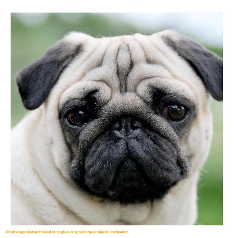 Stjui & Pirats by Gatis Vanags - Issuu