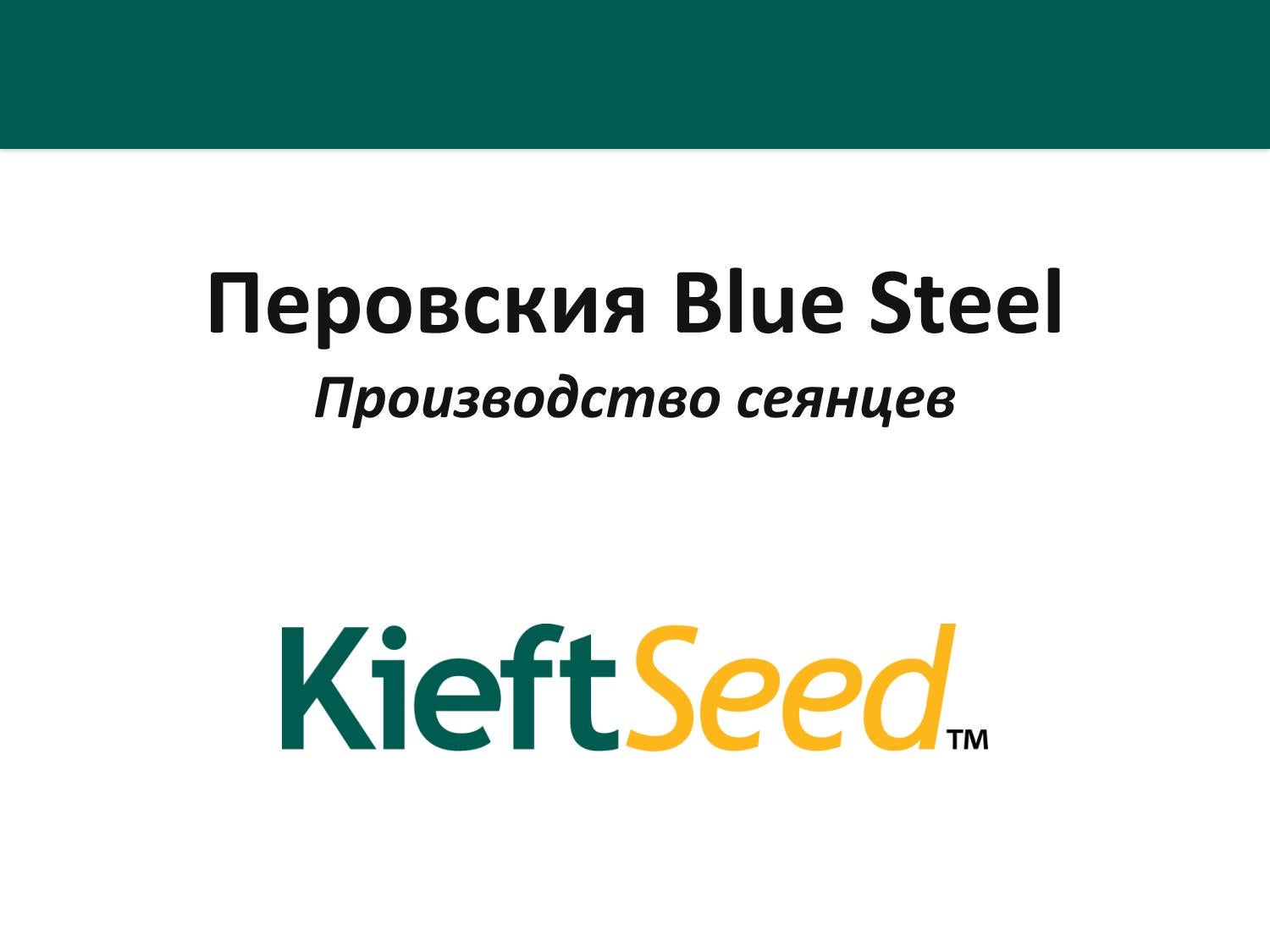 Perovskia Blue Steel - Plug Culture Information (RU) by PanAmerican ...