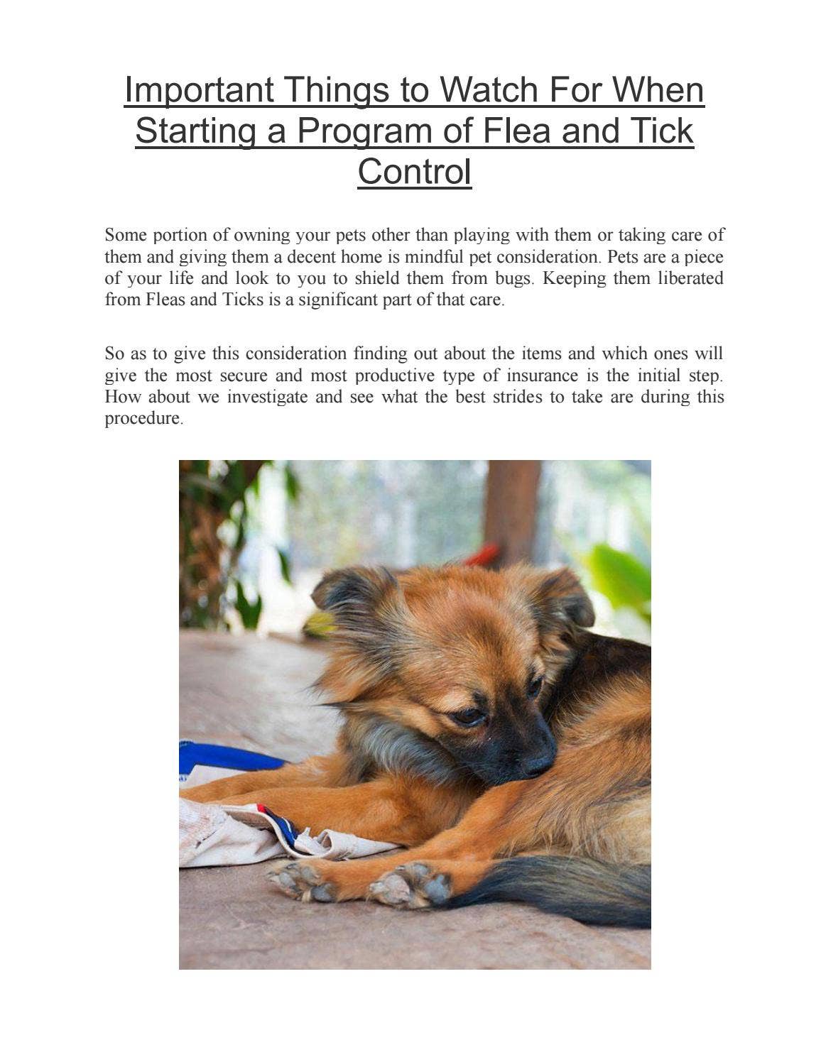 Important Things to Watch For When Starting a Program of Flea and Tick ...