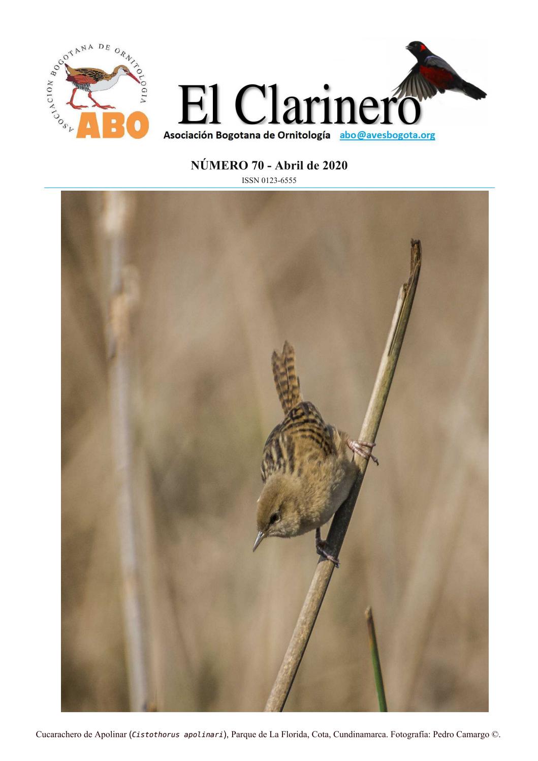 El Clarinero No 70 by ABO - Issuu
