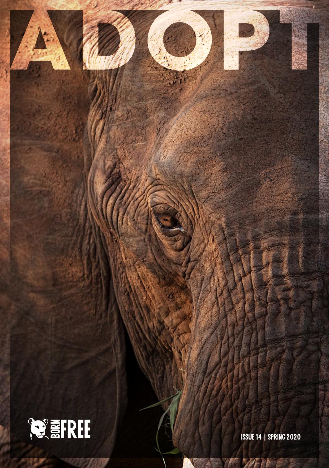 Adopt Magazine Spring 2020 by BornFree - Issuu