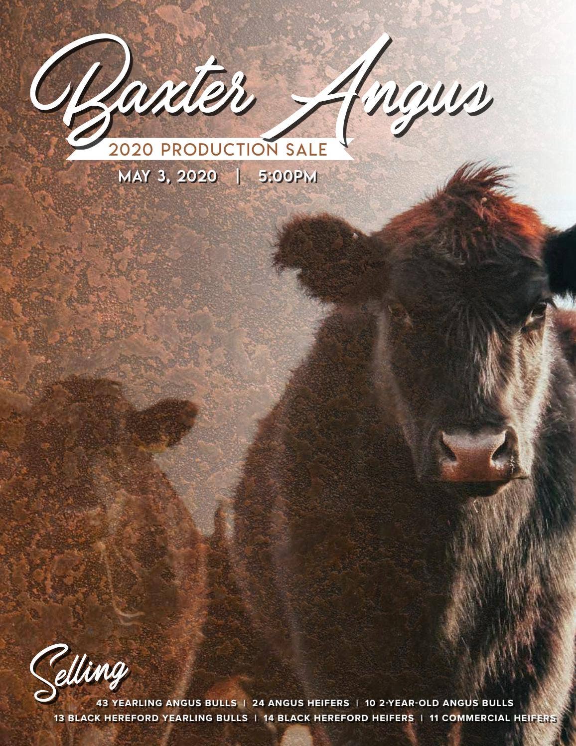 Baxter Angus - 2020 Production Sale by Abbie Cribbs - Issuu