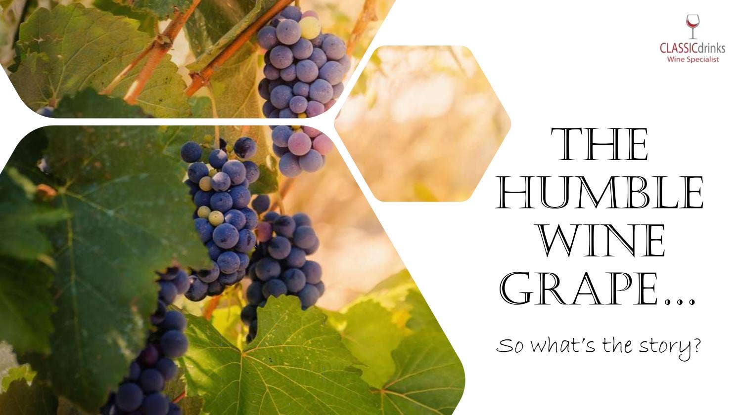 The Humble Grape by Irish Hospitality Institute - Issuu