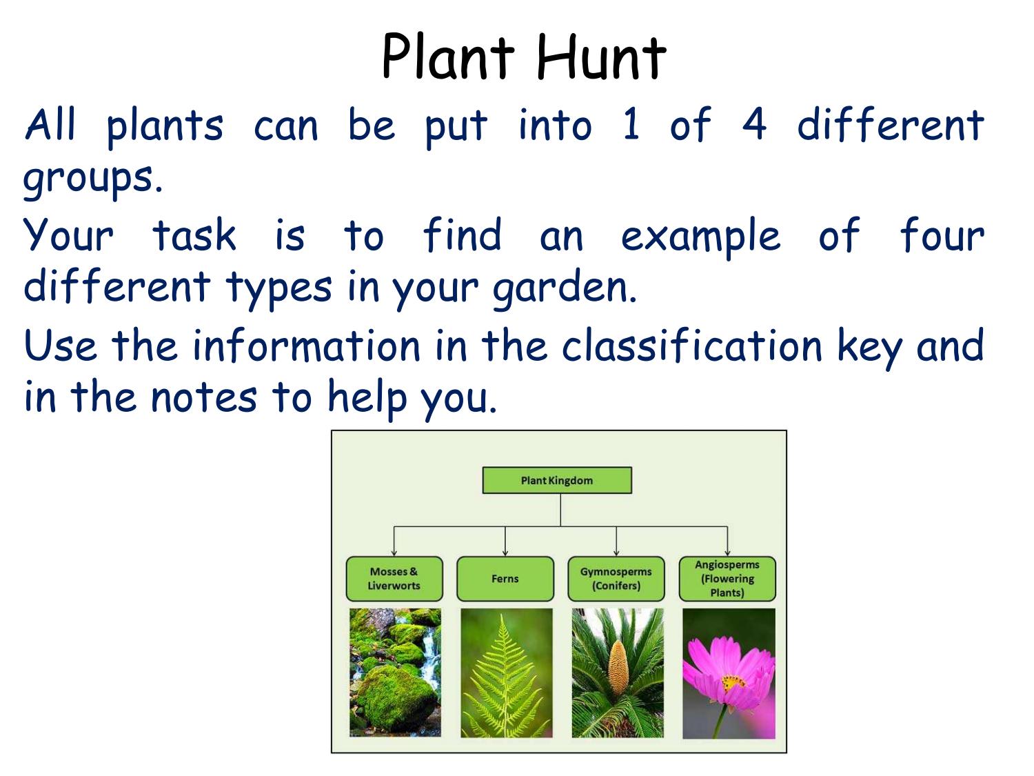 Plant Hunt by Schudio - Issuu