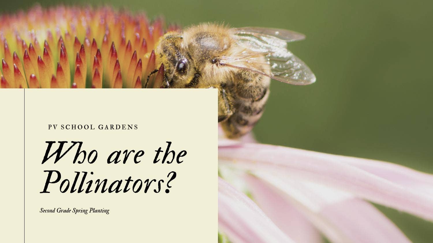 Who are the Pollinators? by PV School Gardens - Issuu