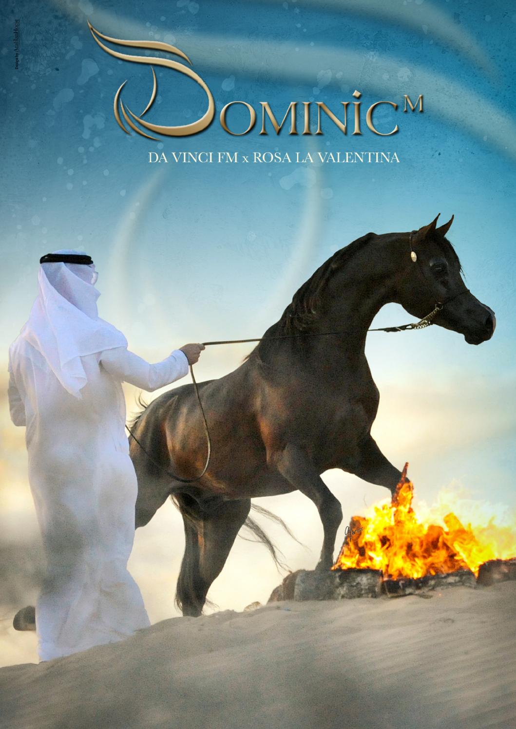Dominic M by Arabian Horse Magazine - Issuu