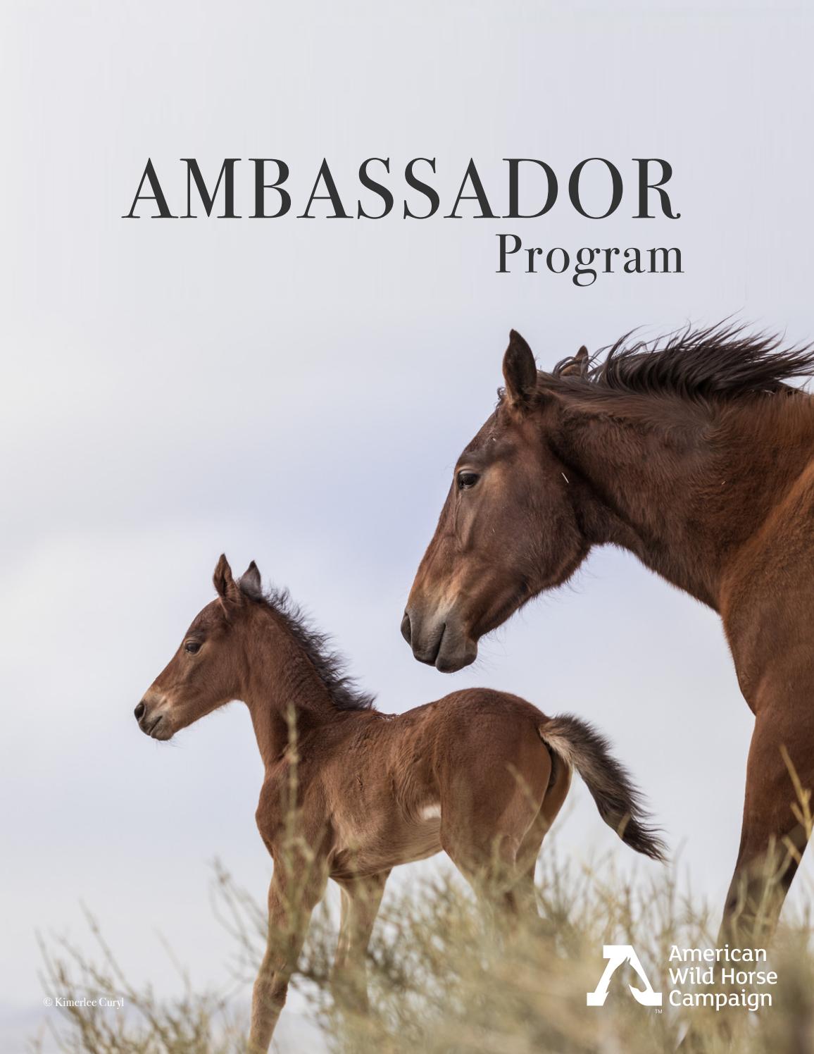 Ambassador Draft by Grace Kuhn - Issuu