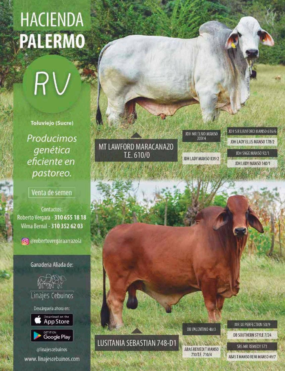 Edición 421 by Asociación Colombiana de Criadores de Ganado Cebú ...