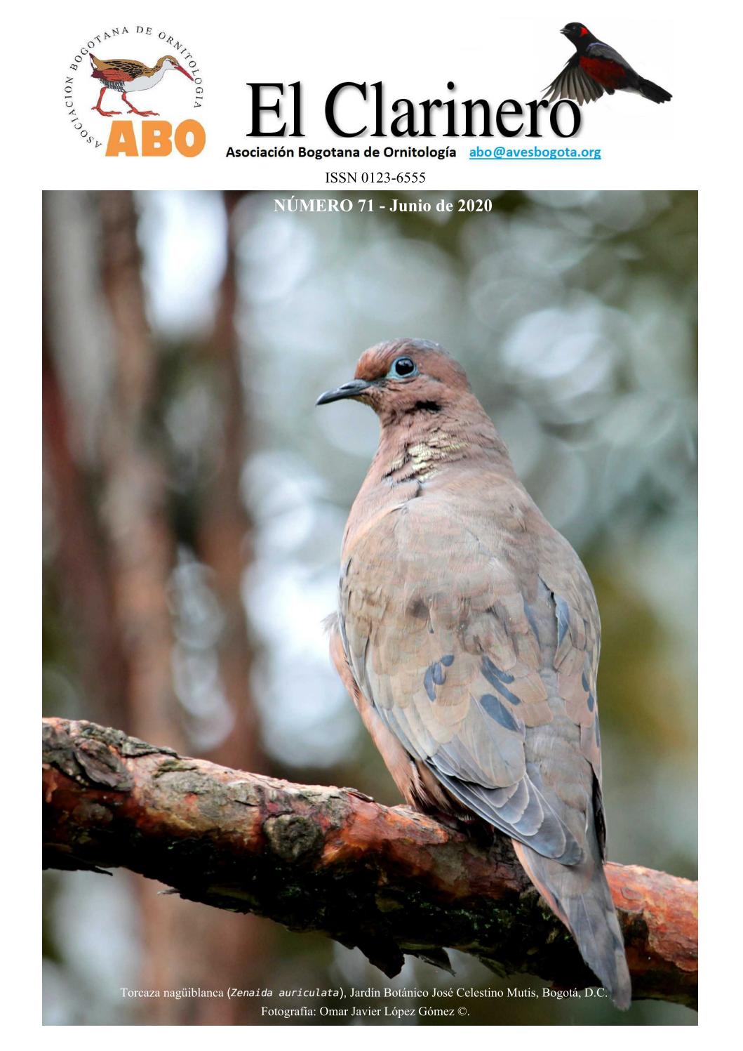 El Clarinero No 71 by ABO - Issuu