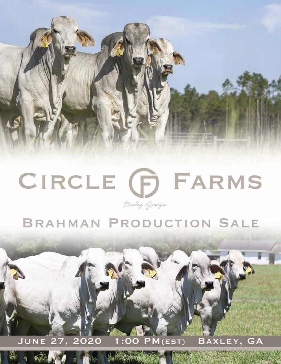 Circle F Farms Production Sale by Cattle In Motion, LLC - Issuu