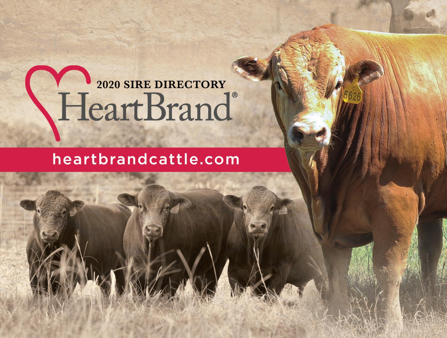 Heartbrand Cattle 2020 Sire Directory by Ranch House Designs - Issuu