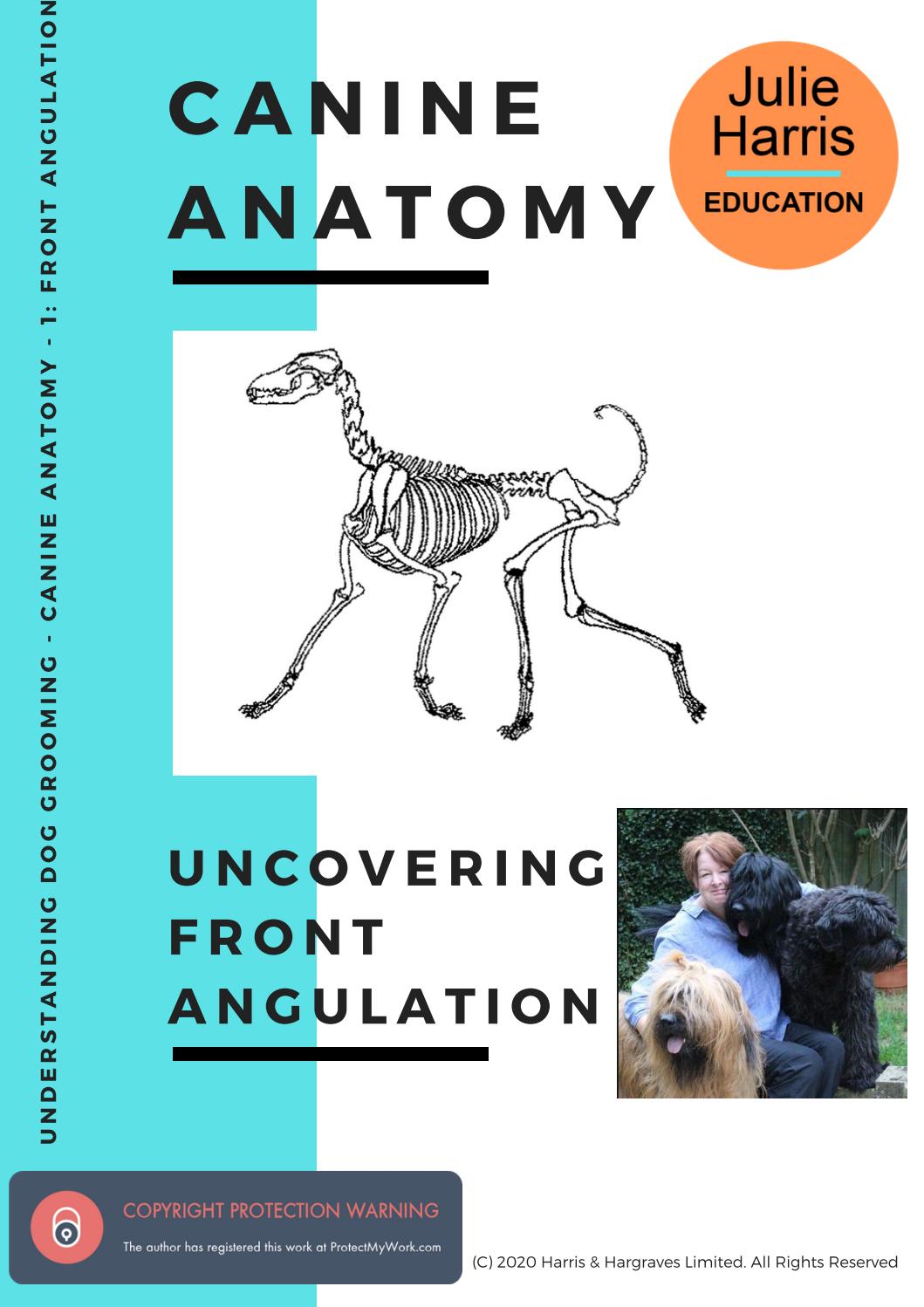 Canine Anatomy - Uncovering Front Angulation by johargraves - Issuu