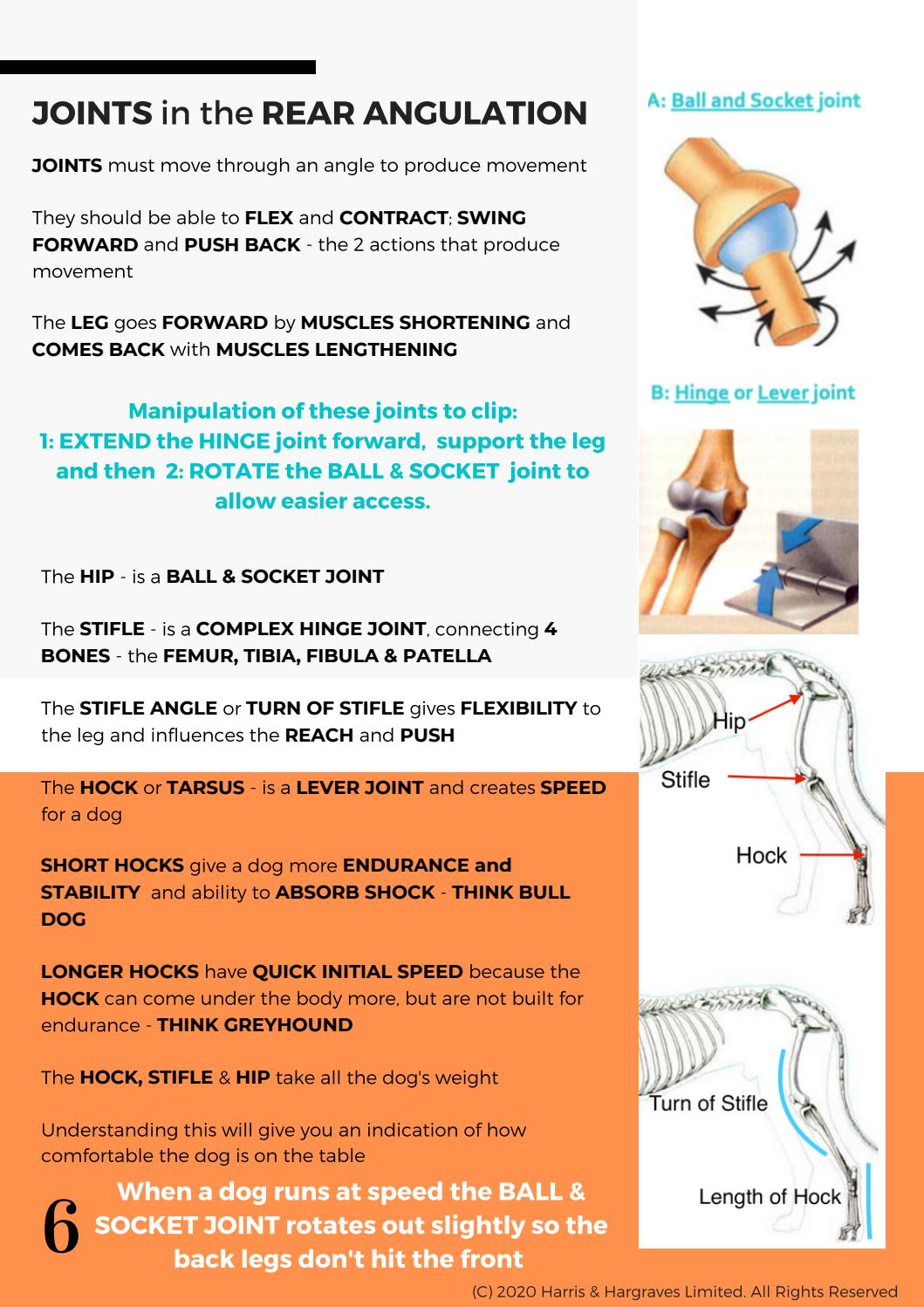 CANINE ANATOMY - UNCOVERING REAR ANGULATION by johargraves - Issuu