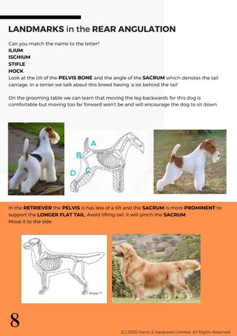CANINE ANATOMY - UNCOVERING REAR ANGULATION by johargraves - Issuu