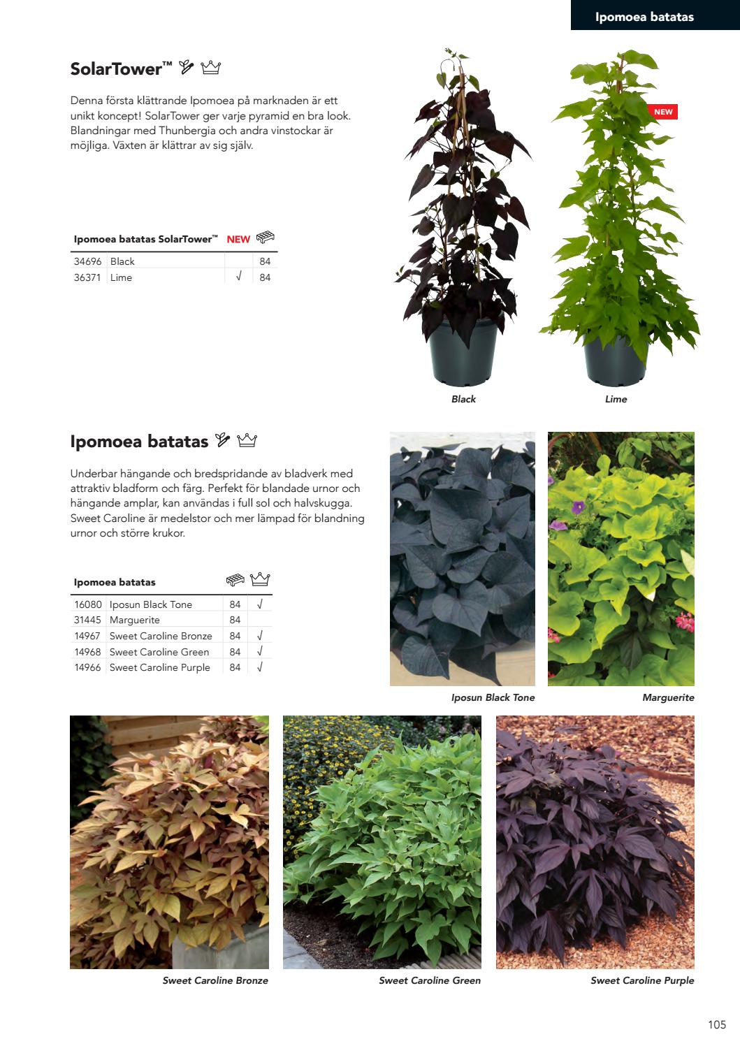 Florensis annueller 2021 by Owe Dahlqvist - Issuu