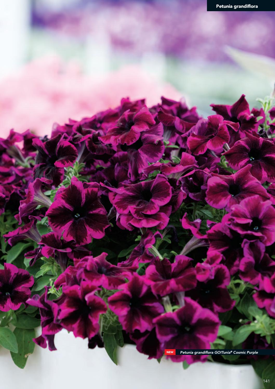 Florensis annueller 2021 by Owe Dahlqvist - Issuu