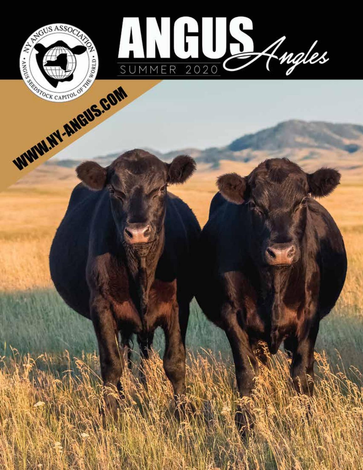 Angus Angles Summer 2020 by Carousel Design - Issuu