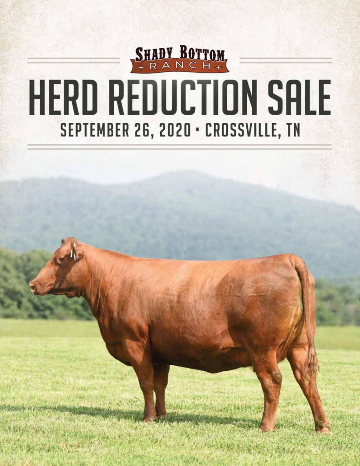 2020 Shady Bottom Ranch Herd Reduction Sale by Garrett Thomas - Issuu