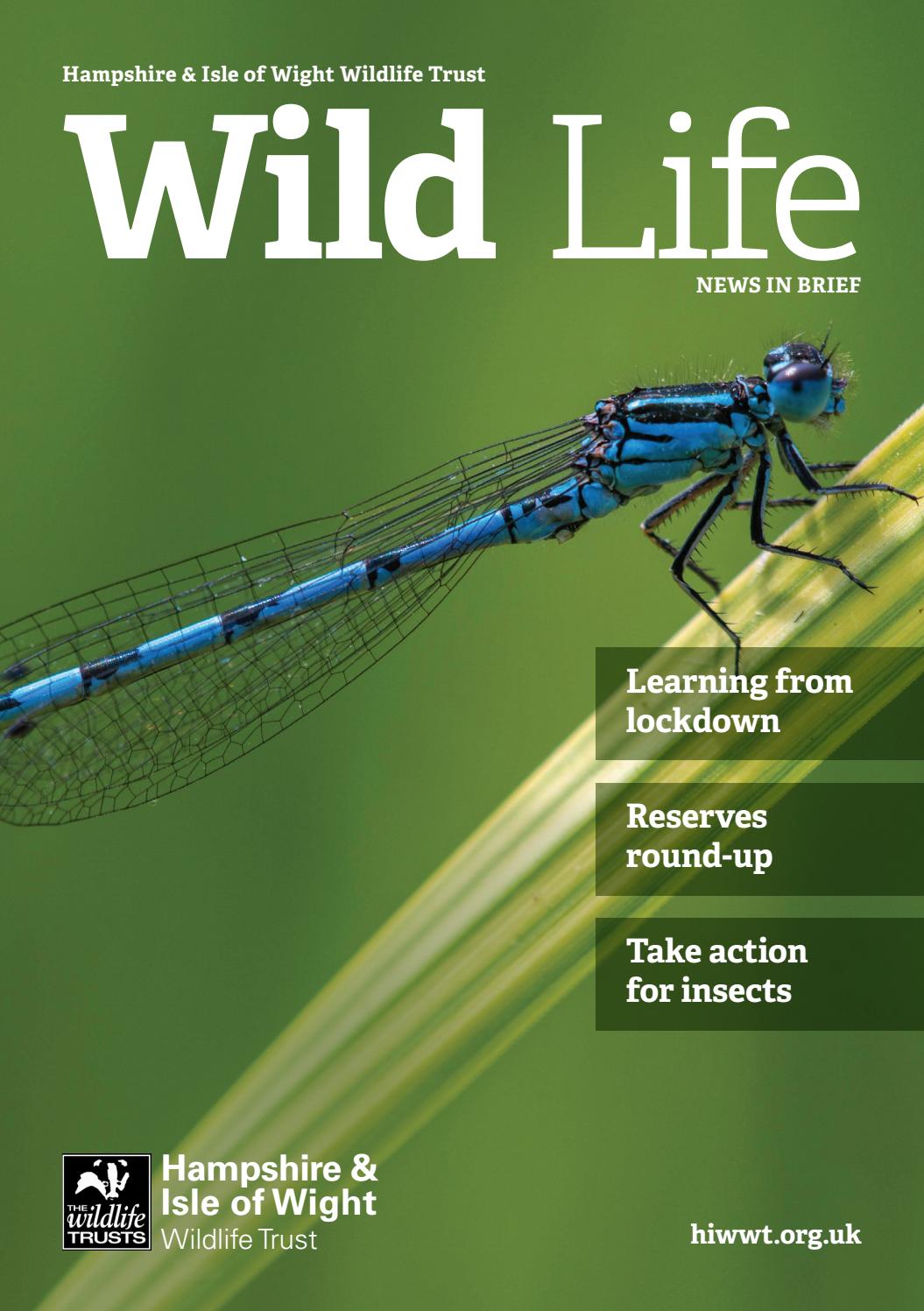August Wild Life News In Brief by Hampshire & Isle of Wight Wildlife ...