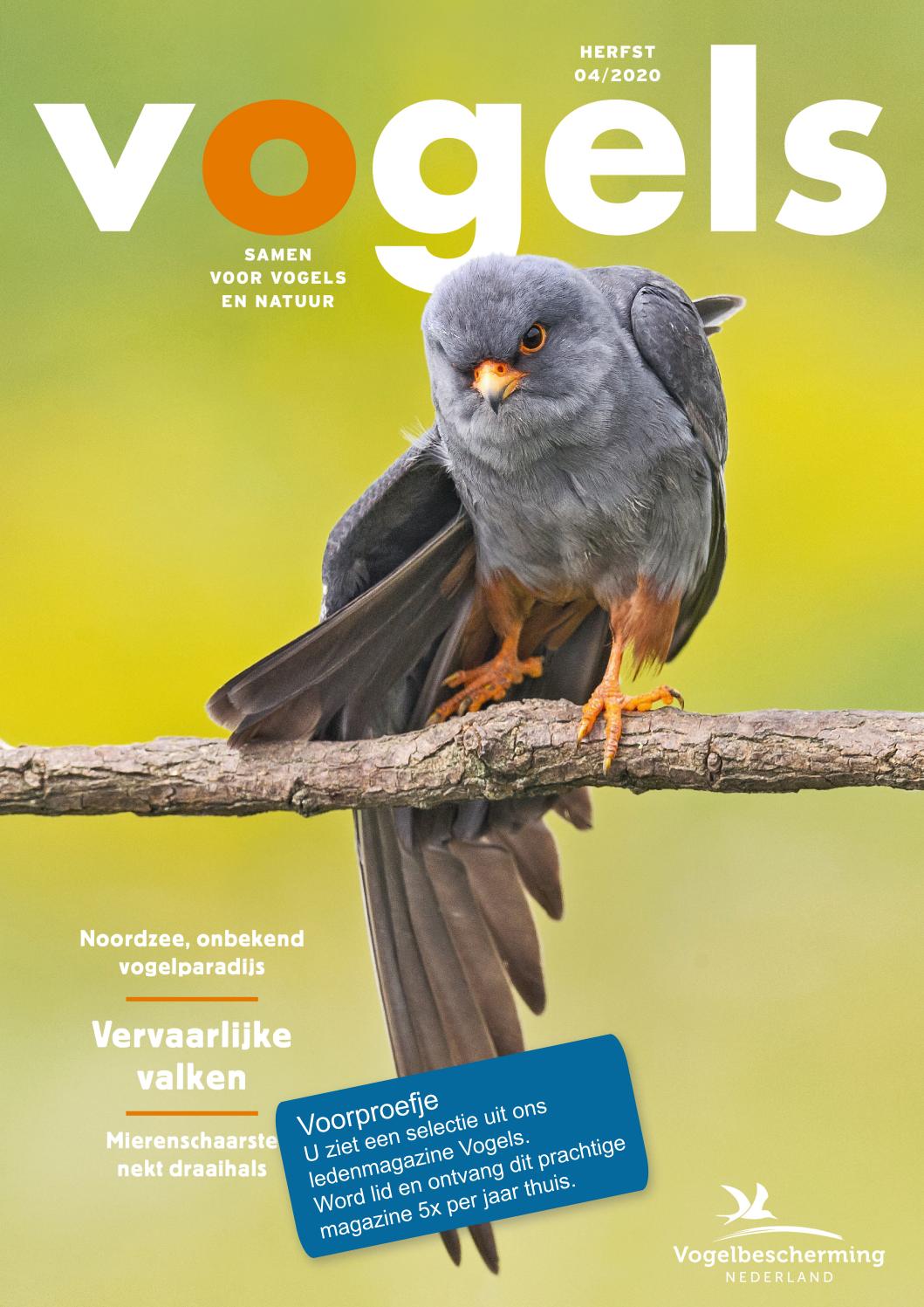 Vogels herfst 04/2020 by Vogelbescherming Nederland - Issuu