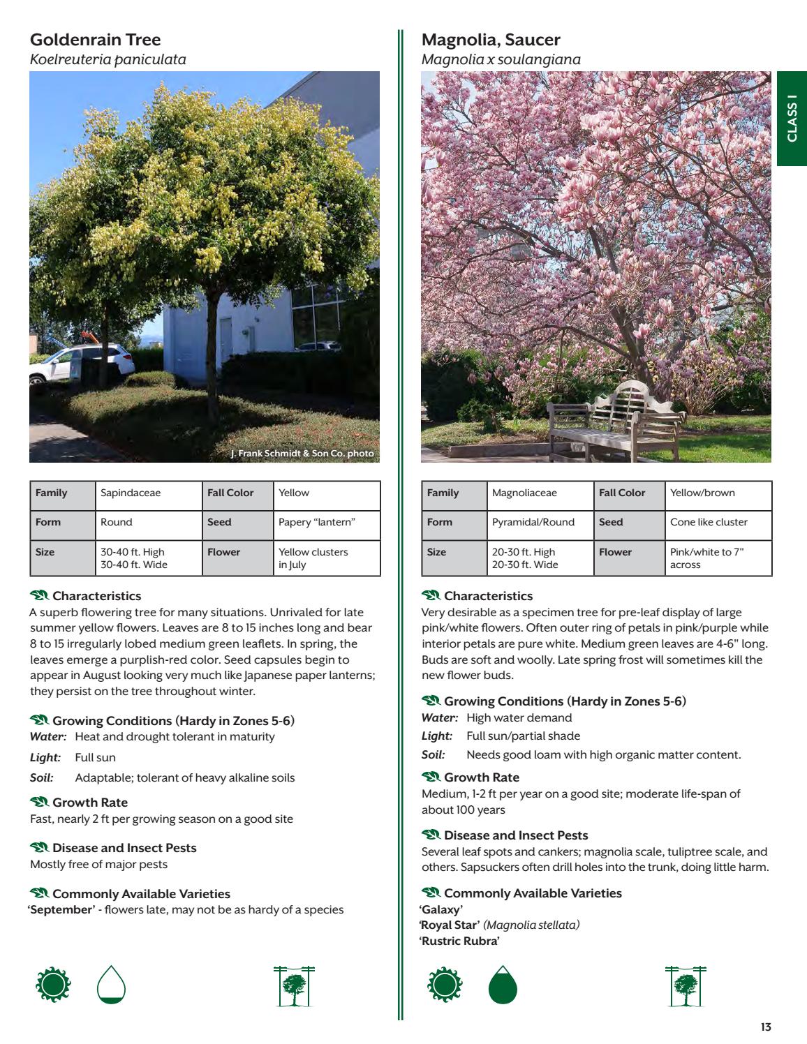 Treasure Valley Tree Selection Guide by Boise Parks and Recreation - Issuu