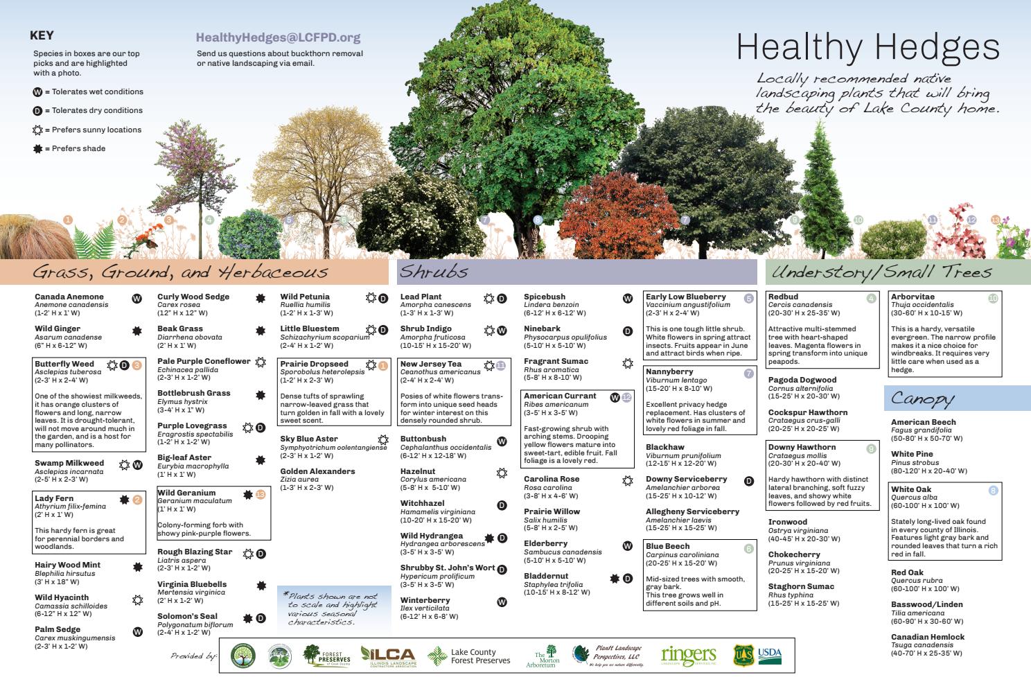 Healthy Hedges by Lake County Forest Preserve District - Issuu