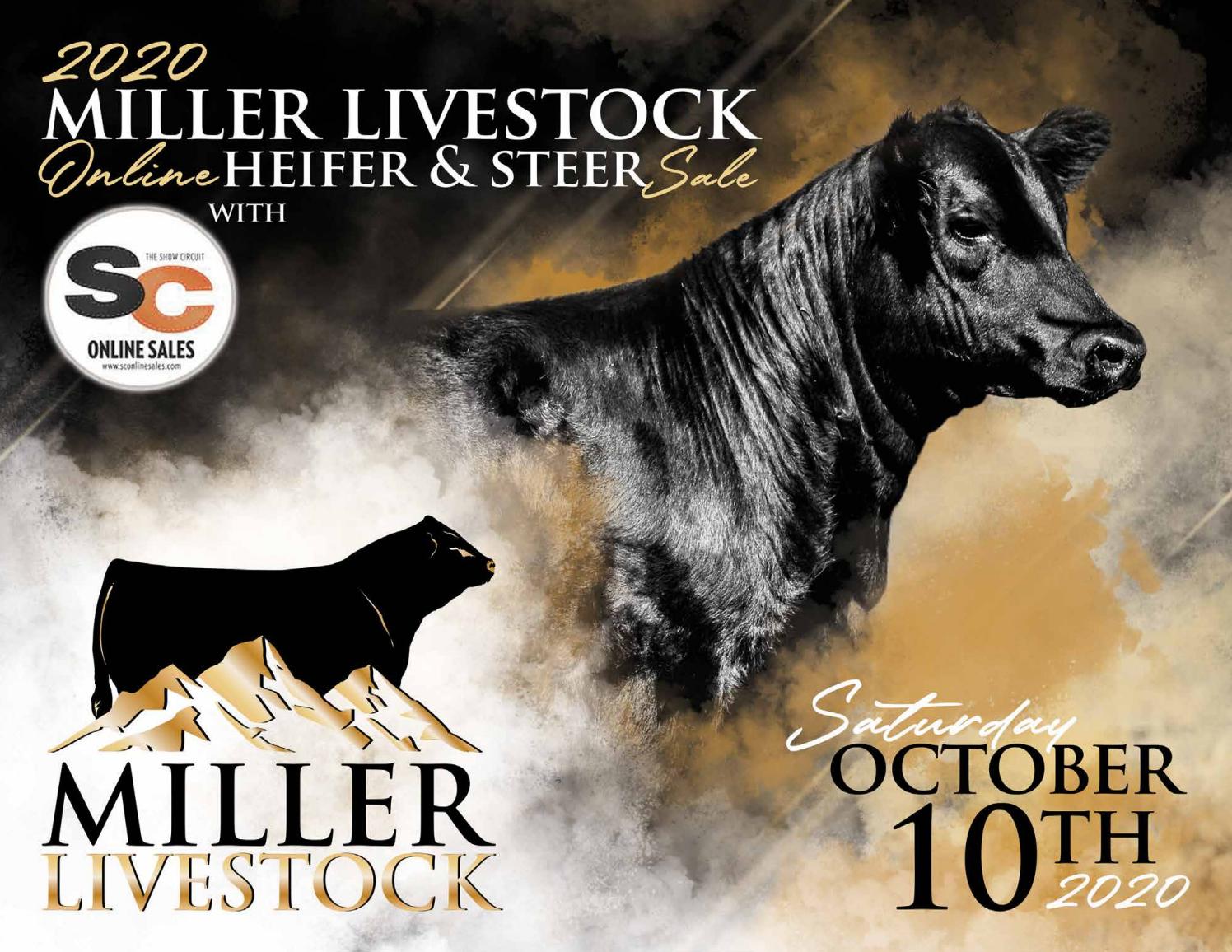 Miller Livestock 2020 Online Heifer & Steer Sale by Highpoint Design ...