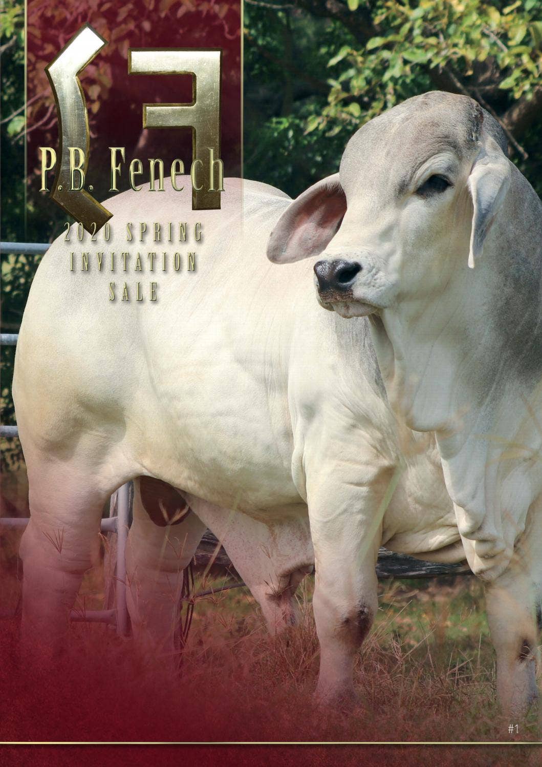 PB Fenech Spring Invitational Sale 2020 by Rural Design Studio - Issuu