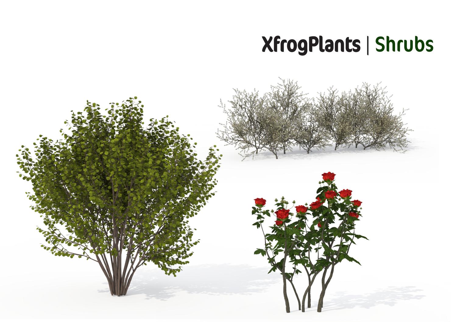 Shrubs xfrogplants fr by XFROG - Issuu