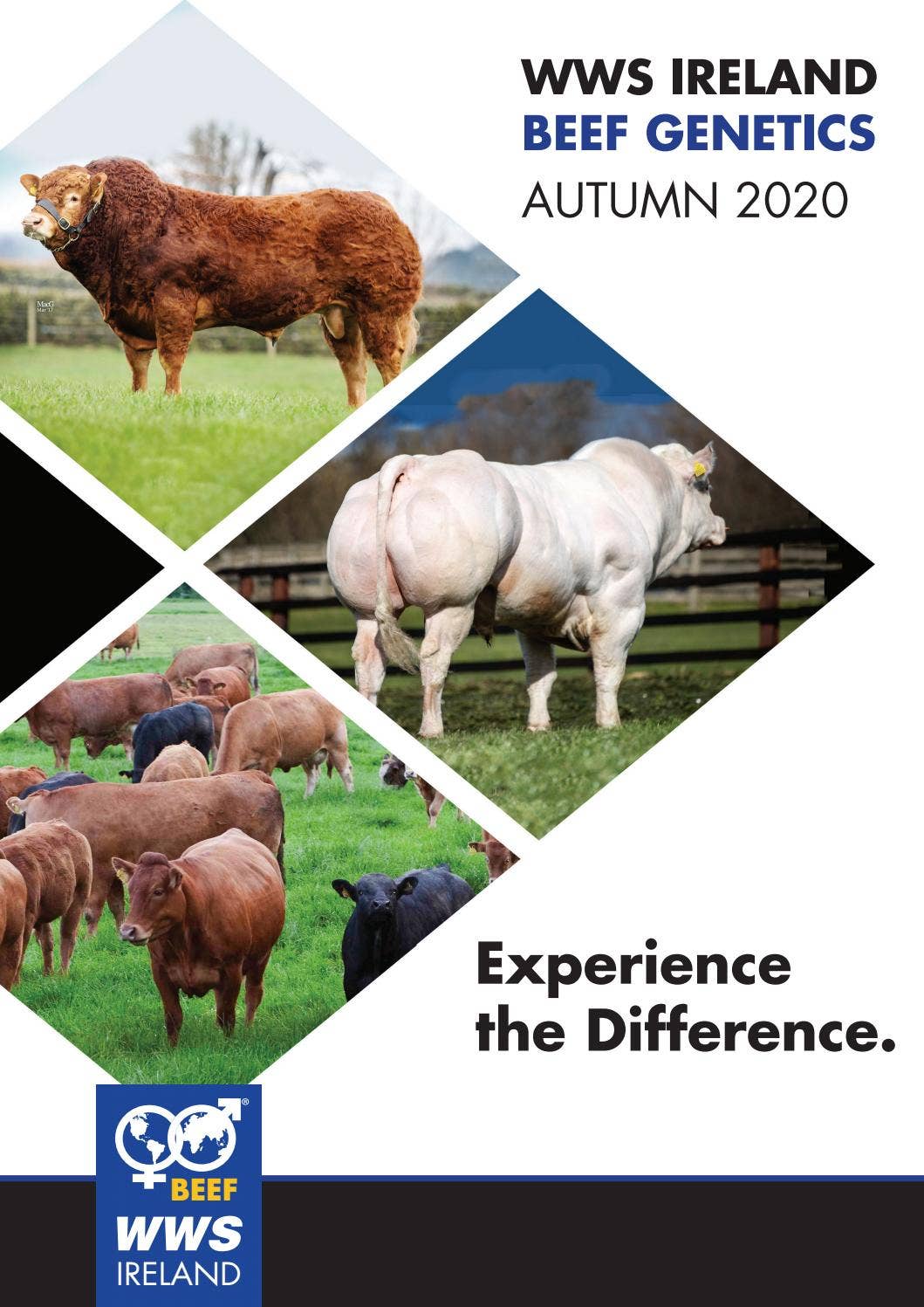 WWS Ireland Beef Directory Autumn 2020 by WWS Ireland - Issuu