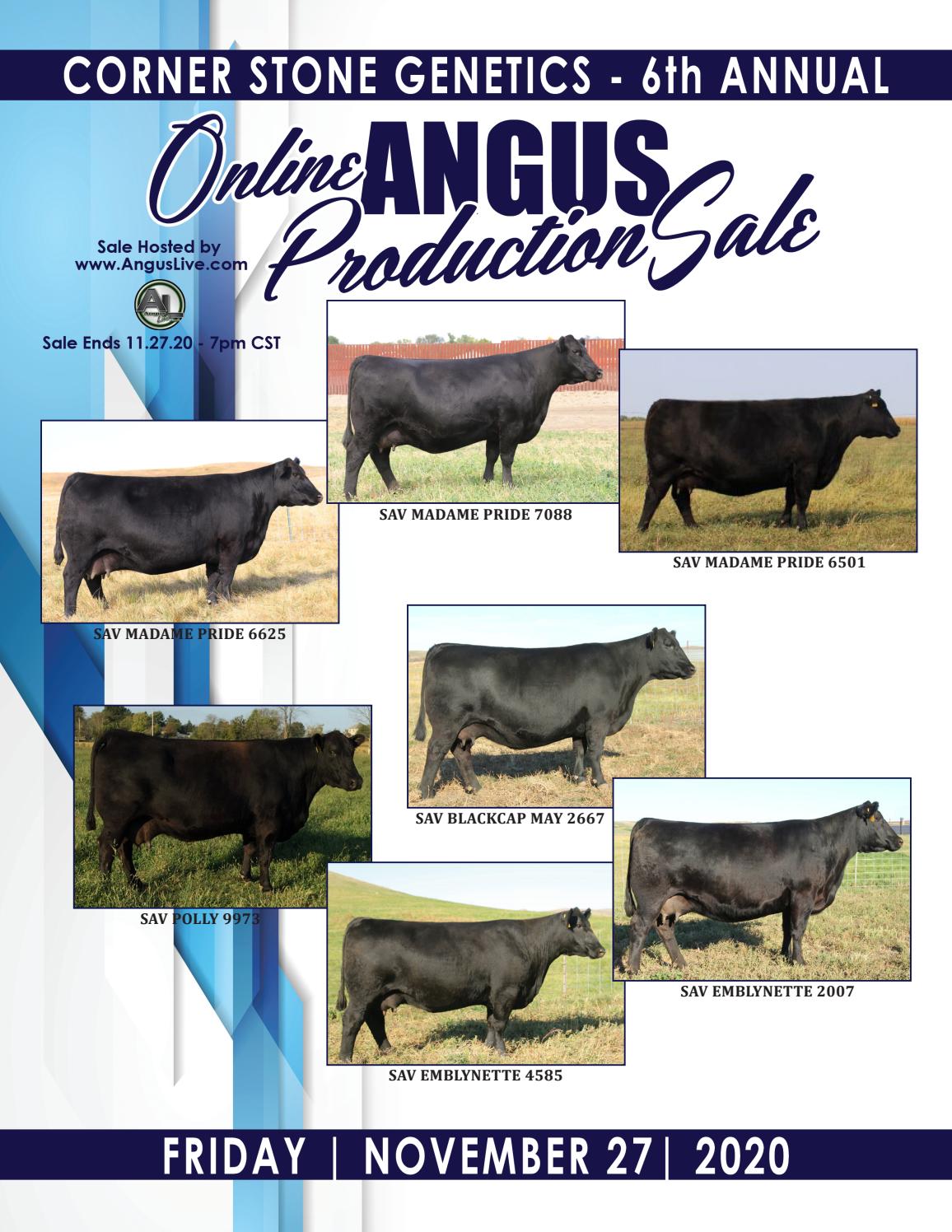 Corner Stone Online Angus Production Sale 2020 by Focus Marketing Group ...