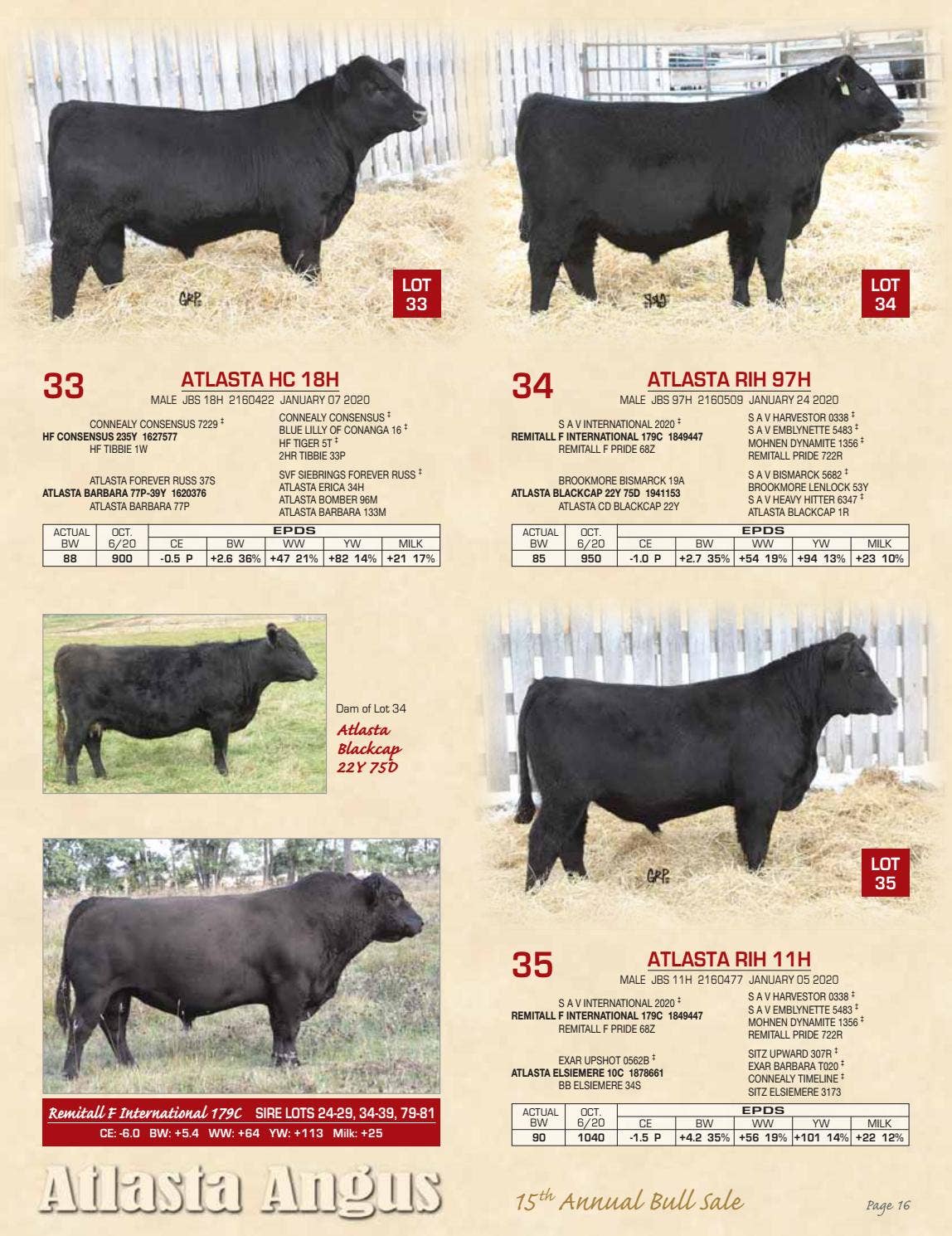 Atlasta Angus Bull Sale & Seriously Black Female Sale 2020 by ...