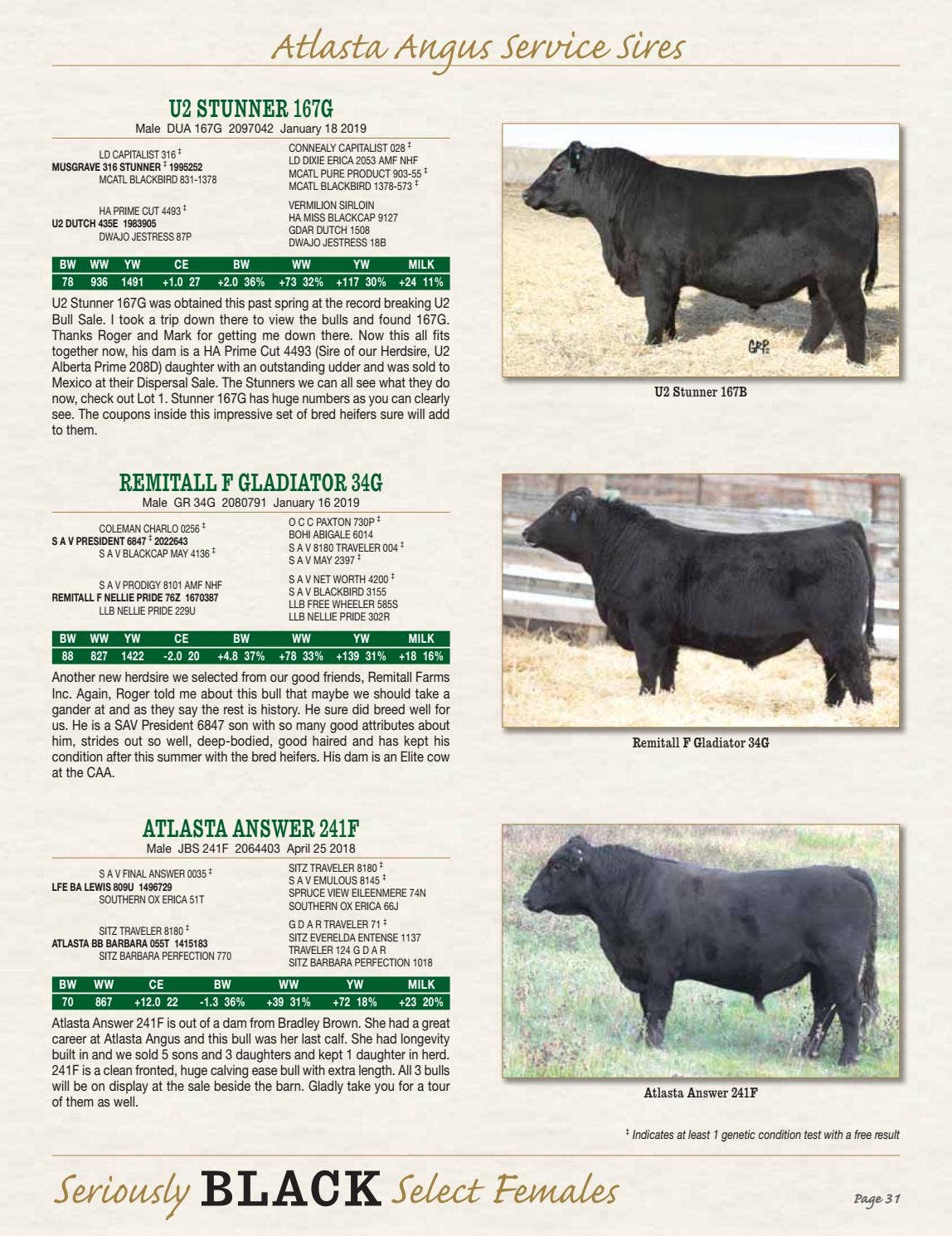 Atlasta Angus Bull Sale & Seriously Black Female Sale 2020 by ...