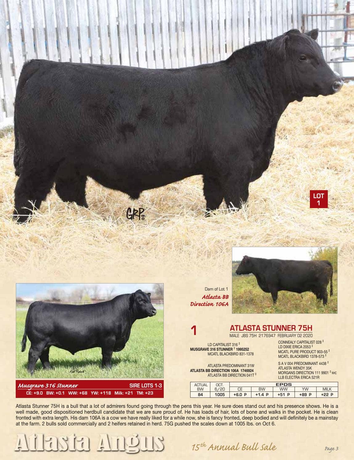 Atlasta Angus Bull Sale & Seriously Black Female Sale 2020 by ...