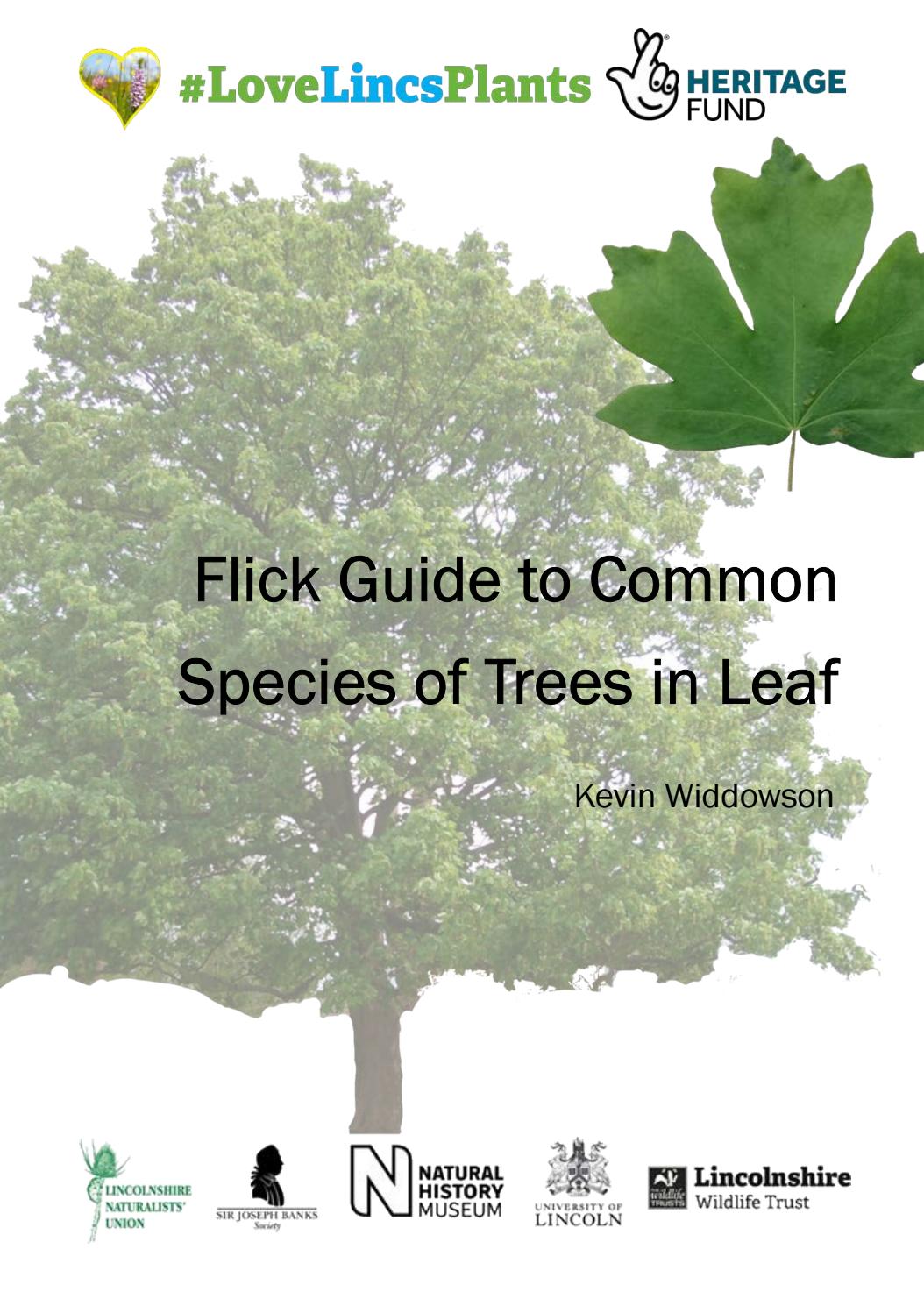 LoveLincsPlants Tree ID Guide by Lincolnshire Wildlife Trust - Issuu