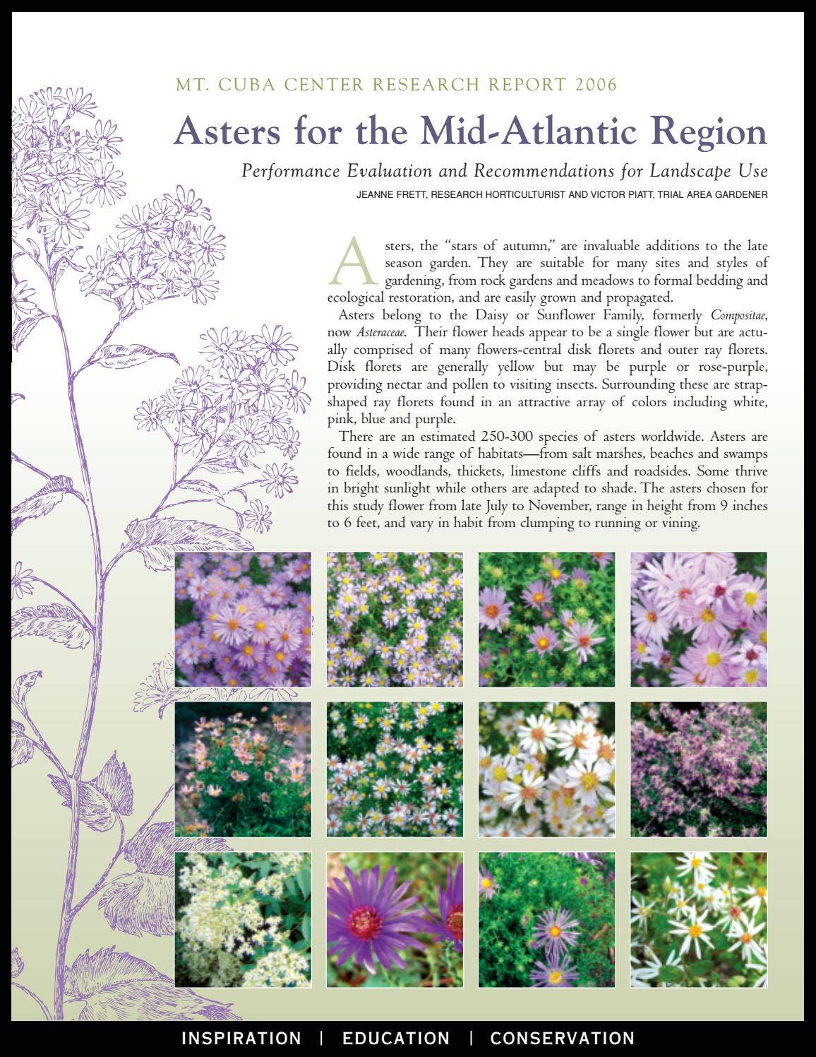 Asters Research Report by Mt. Cuba Center - Issuu