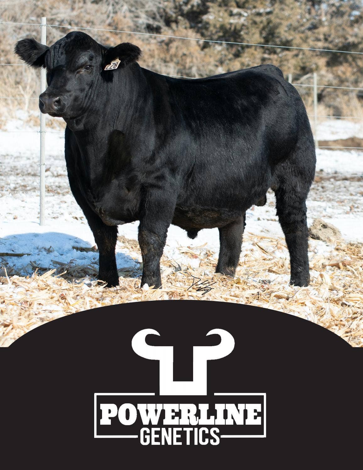 Powerline Genetics January 19th, 2021 Bull Sale by Bobbi Hartwig - Issuu