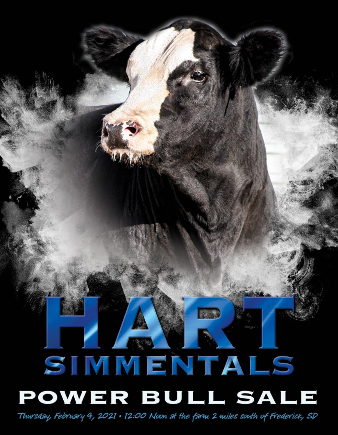 Hart Simmentals Bull Sale Catalog 2021 by Eberspacher Enterprises - Issuu