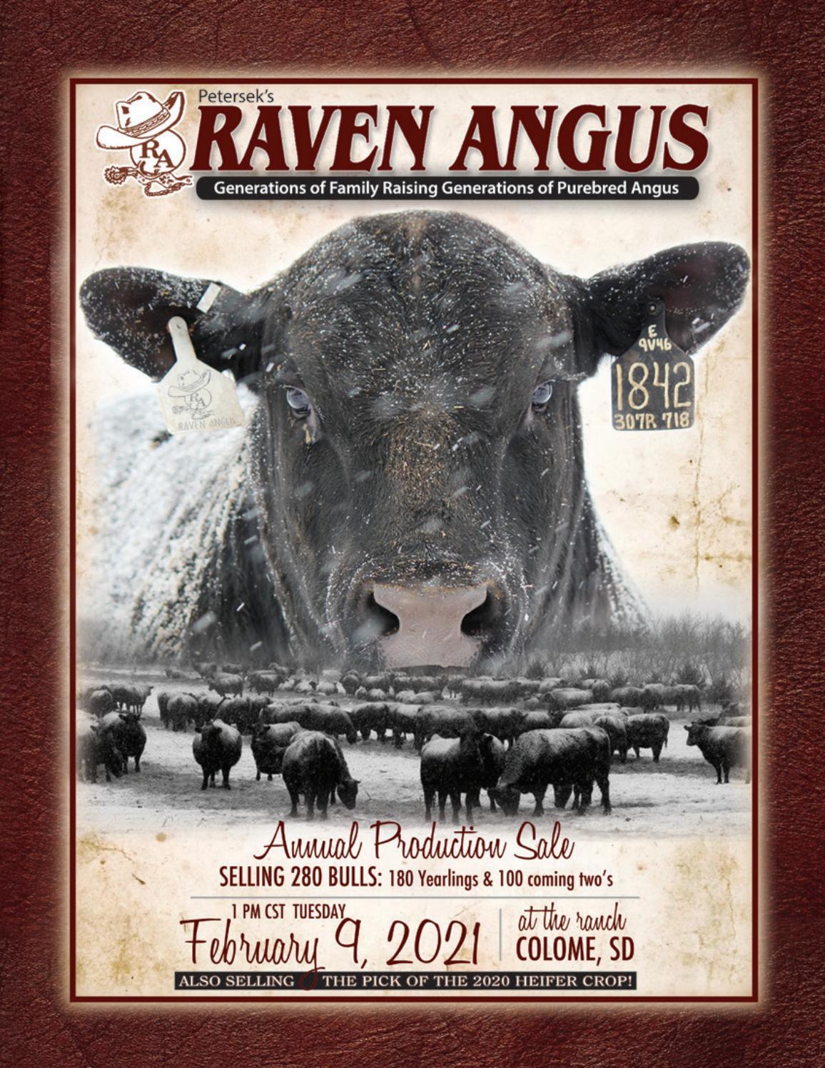 Raven Angus 2021 Production Sale by RPI Promotions - Issuu
