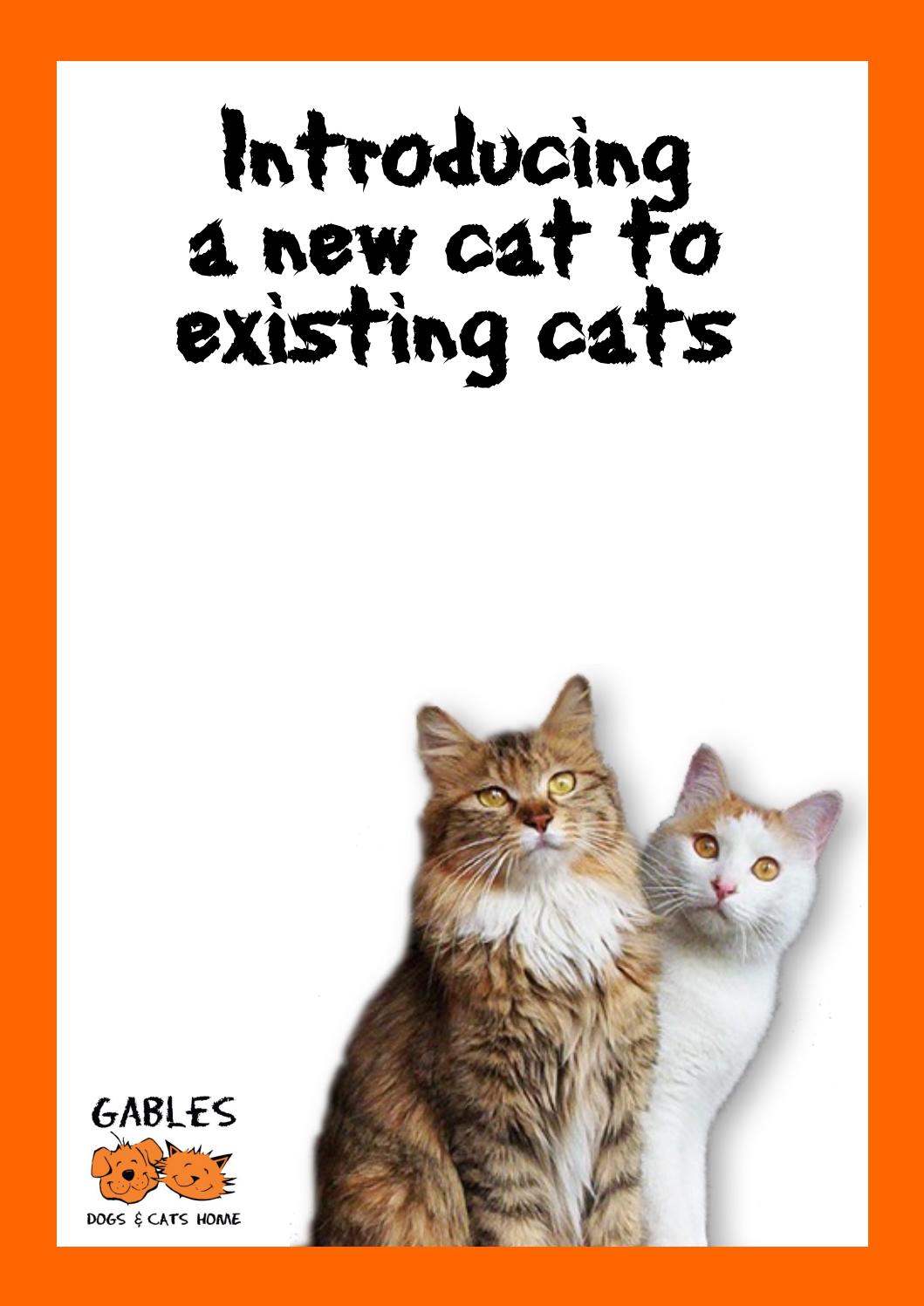 Introducing cats by gablesdogsandcats - Issuu