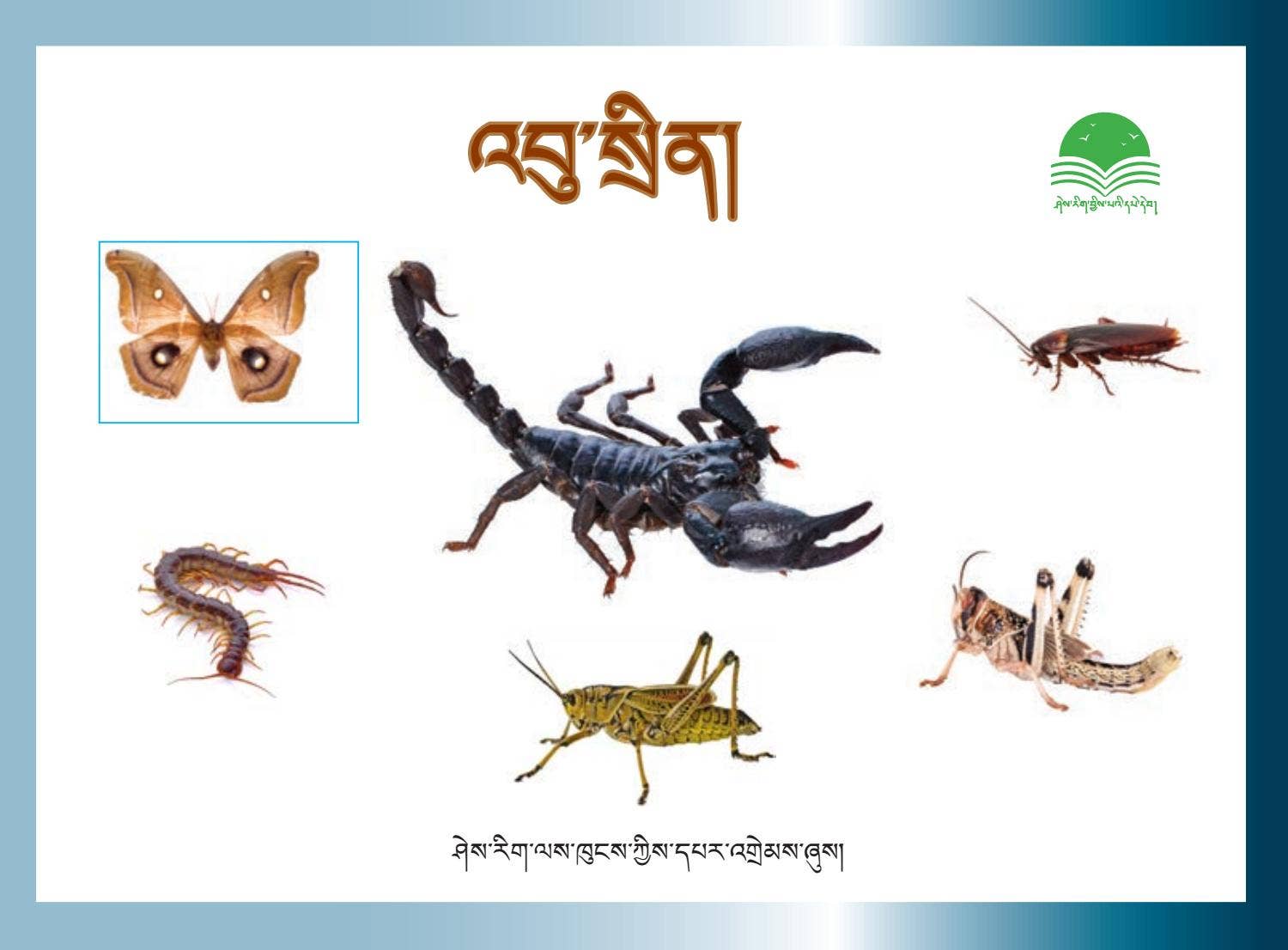 འབུ་སྲིན།,Insect by Doe Webmaster - Issuu